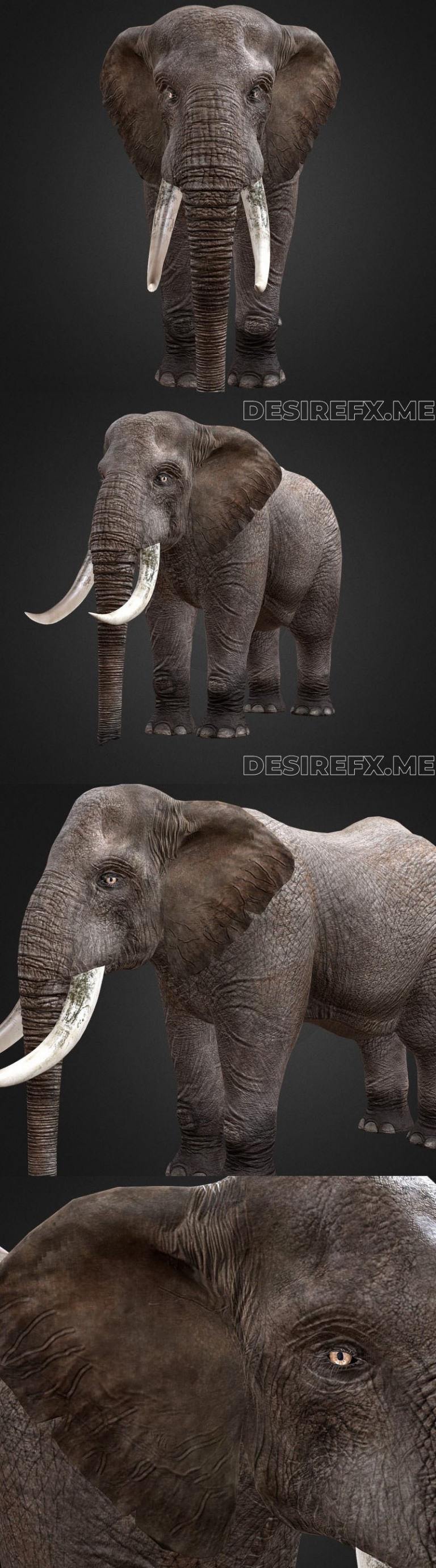 Desire FX 3d models | Elephant 3D Model