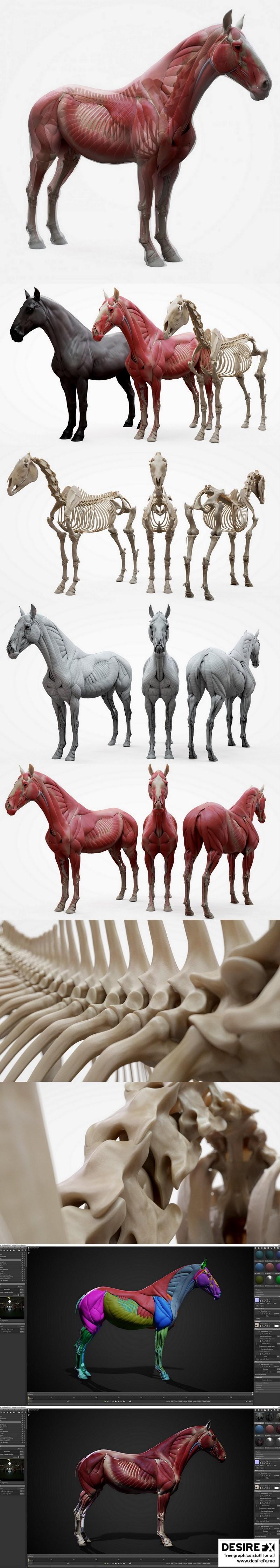 Desire FX 3d models | 3D Scan Store – Horse Ecorche