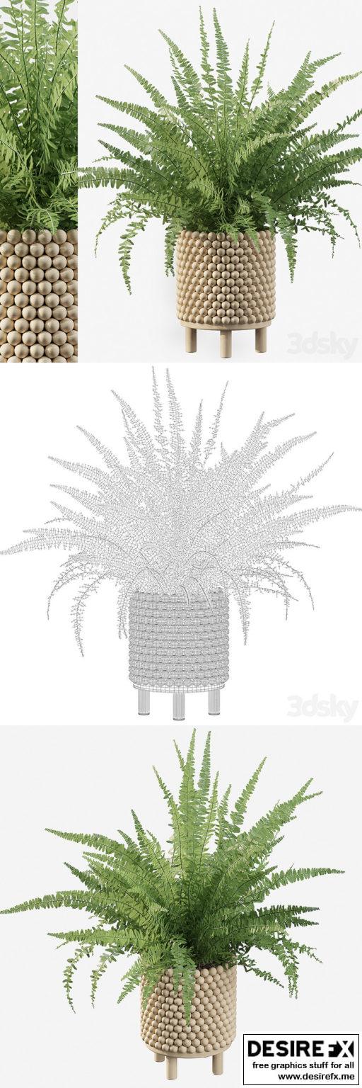 Desire FX 3d models | Plants Collection 035 Fern 03 – 3D Model