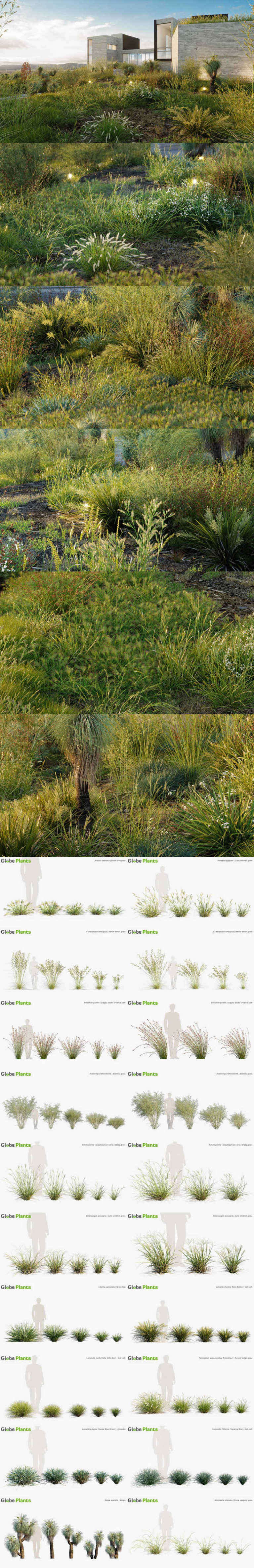 Desire FX 3d models | Globe Plants – Bundle 40 – Oceania Native Grasses