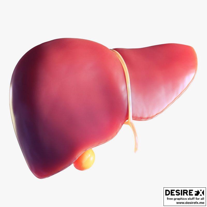 Desire FX 3d models | Human Liver