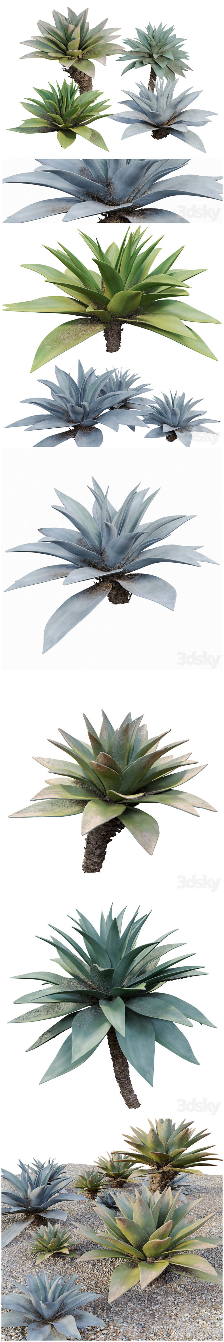 Desire FX 3d models | Agave 03 – 3D Model