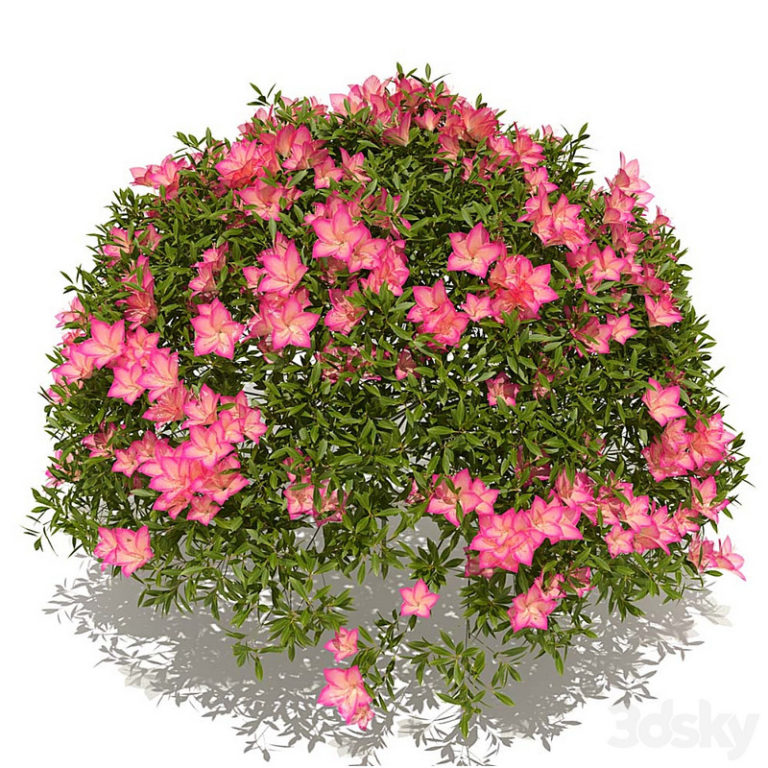 Desire FX 3d models | Azalea bush – 3D Model