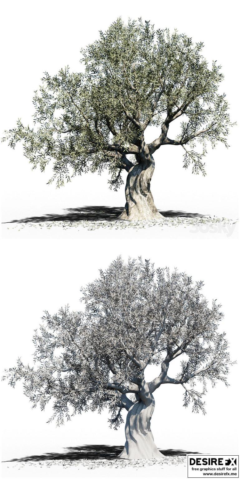 Desire FX 3d models | Olive Tree (Europa Olea) # 3 – 3D Model