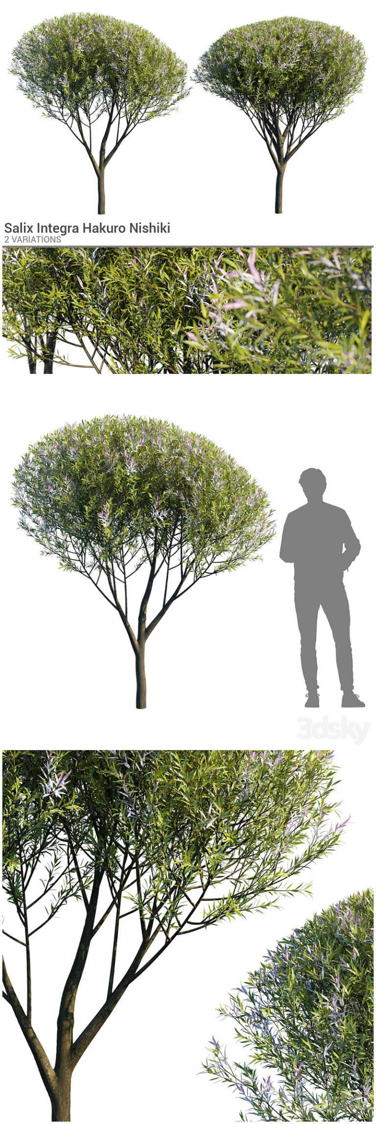 Desire FX 3d models | Salix Integra Hakuro Nishiki – 3D Model