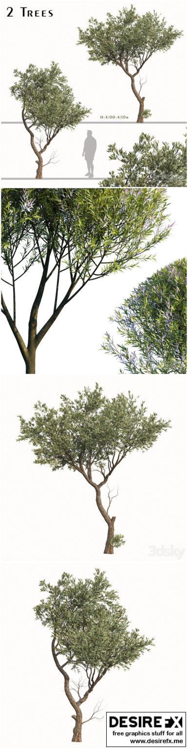Desire FX 3d models | Set of Fruitless Olive Trees (Olea Europaea) (2 Trees) – 3D Model