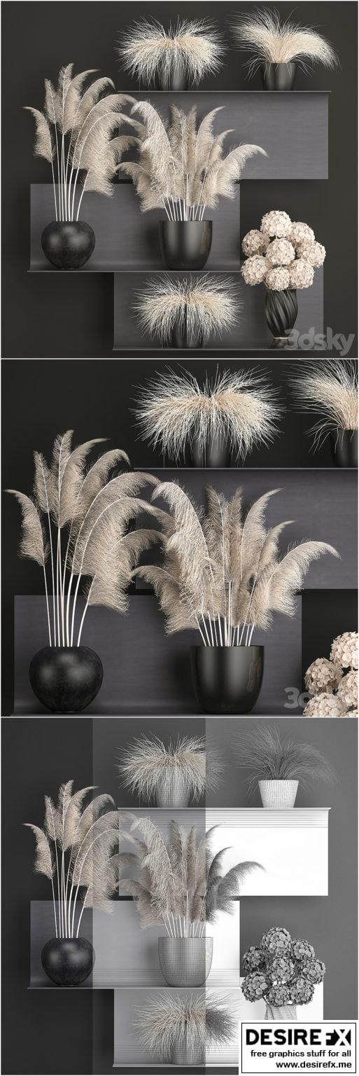 Desire FX 3d models | A bouquet of dried flowers 91. White, Pampas ...