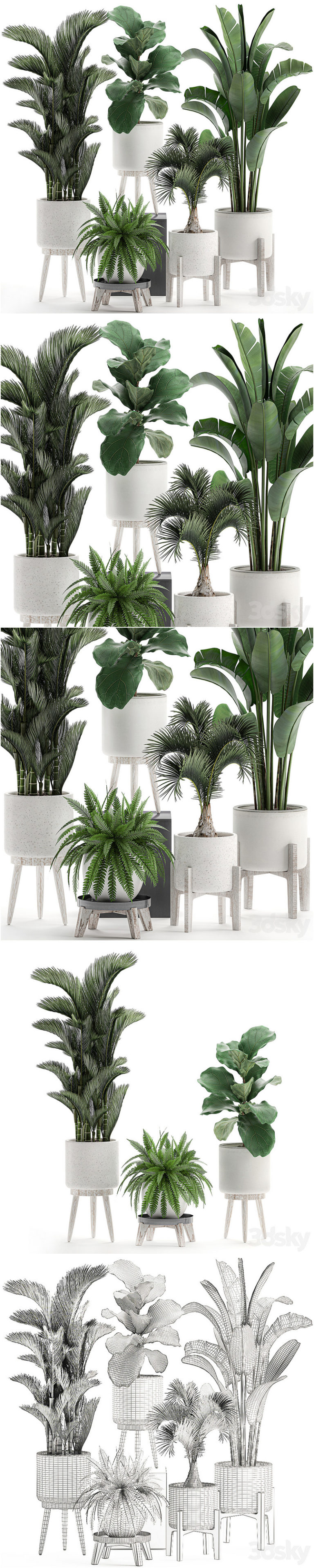 Desire FX 3d models | Plant Collection 573. Set of plants, Dipsis, palm ...