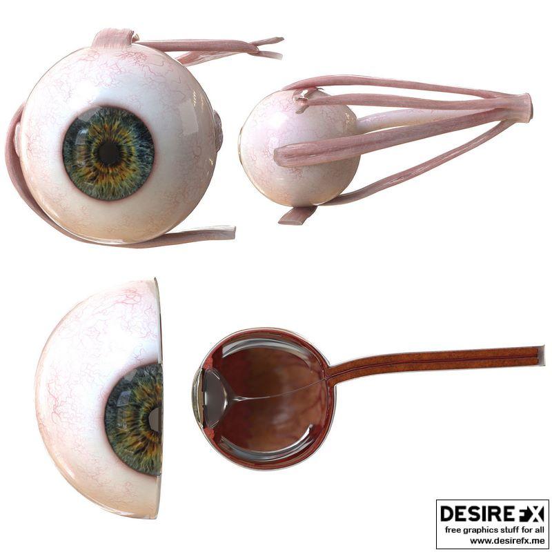 Desire FX 3d models | Eye Anatomy Low-poly 3D model