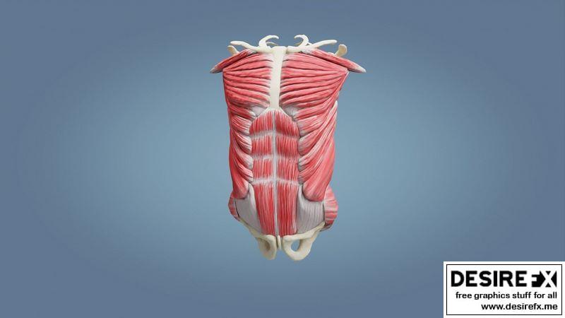 Desire FX 3d models | Human Upper Body Muscles Low-poly 3D model