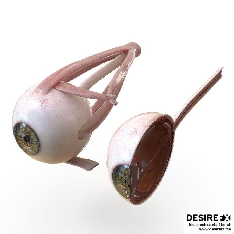 Desire FX 3d models | Eye Anatomy Low-poly 3D model