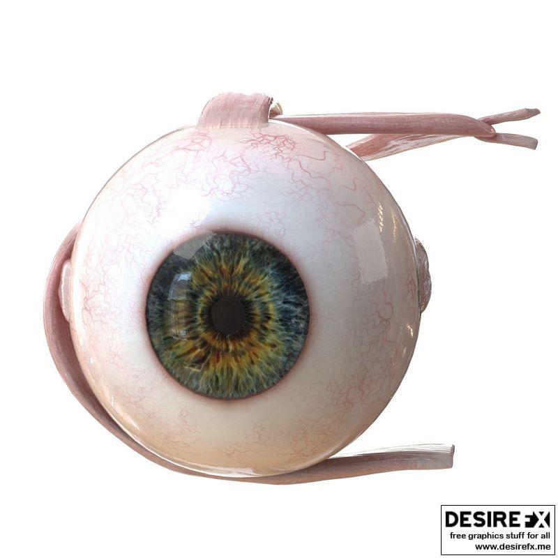 Desire FX 3d models | Eye Anatomy Low-poly 3D model