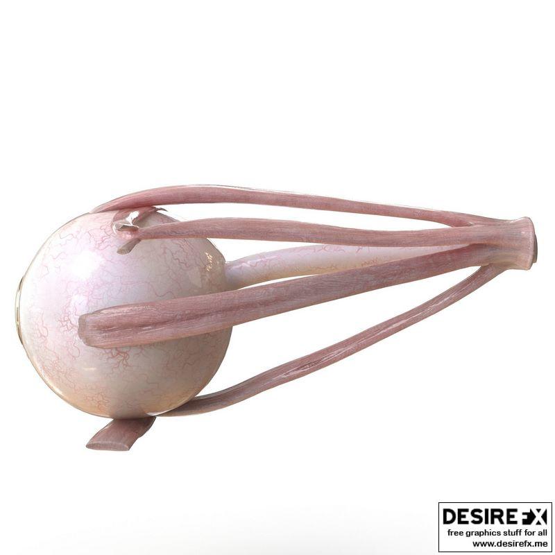 Desire FX 3d models | Eye Anatomy Low-poly 3D model