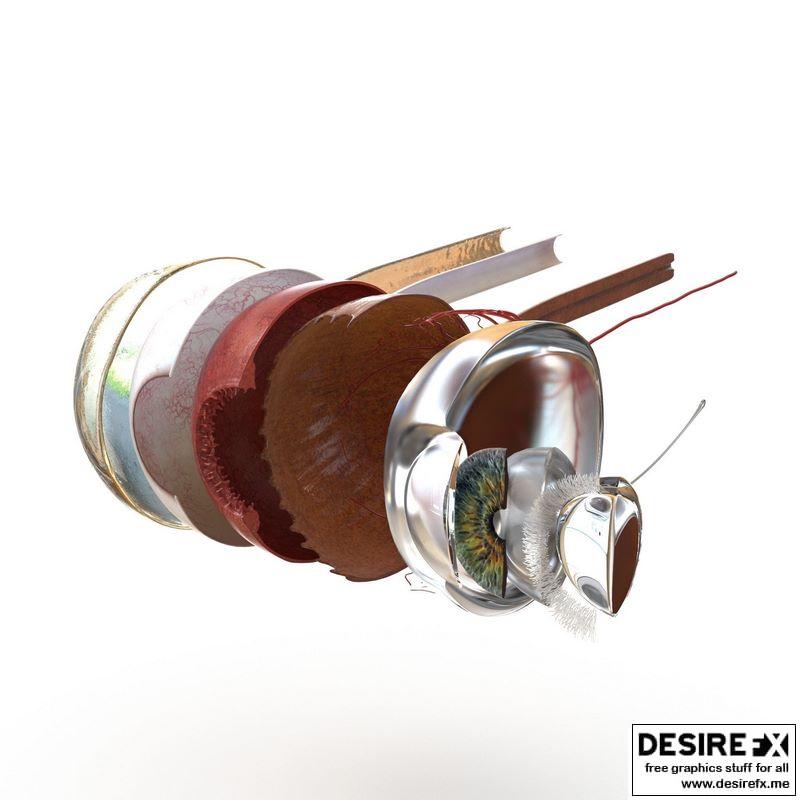 Desire FX 3d models | Eye Anatomy Low-poly 3D model