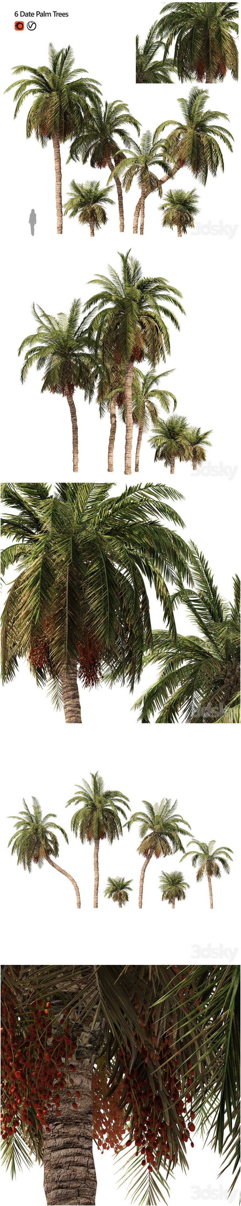 Desire FX 3d models | 6 Arbian Date Palm Trees – 3D Model