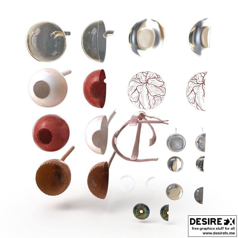 Desire FX 3d models | Eye Anatomy Low-poly 3D model