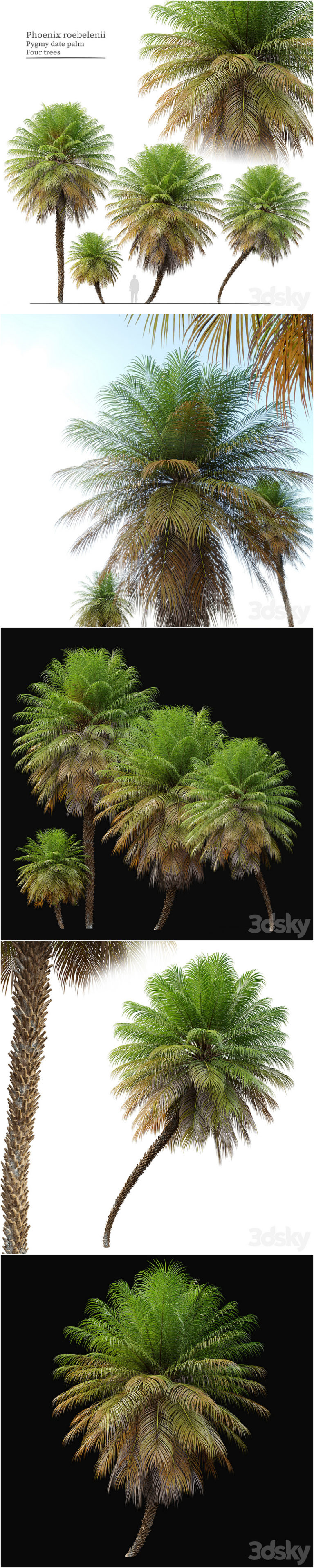 Desire FX 3d models | Phoenix roebelenii – 3D Model