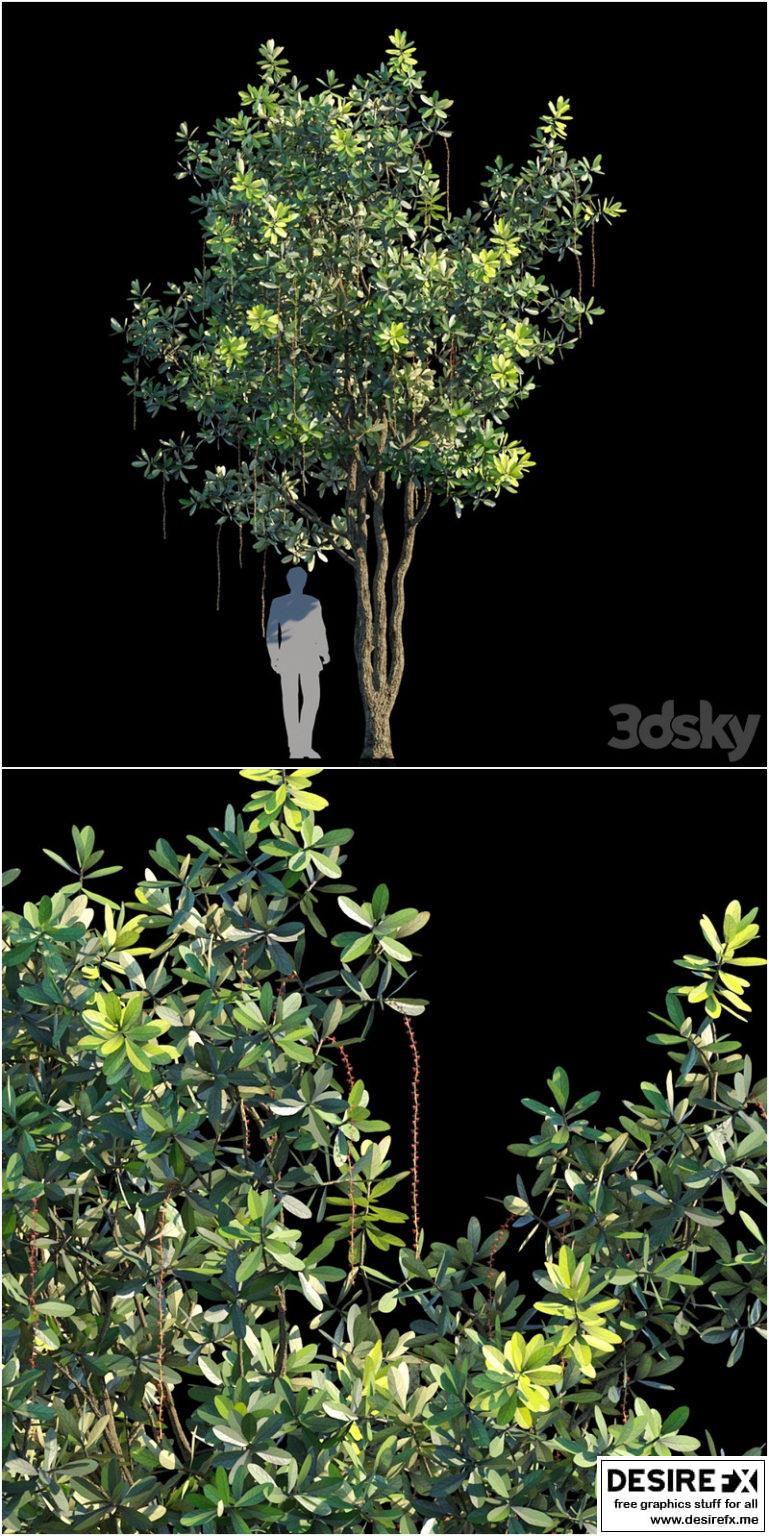 Desire FX 3d models | Barringtonia acutangula var 1 – 3D Model