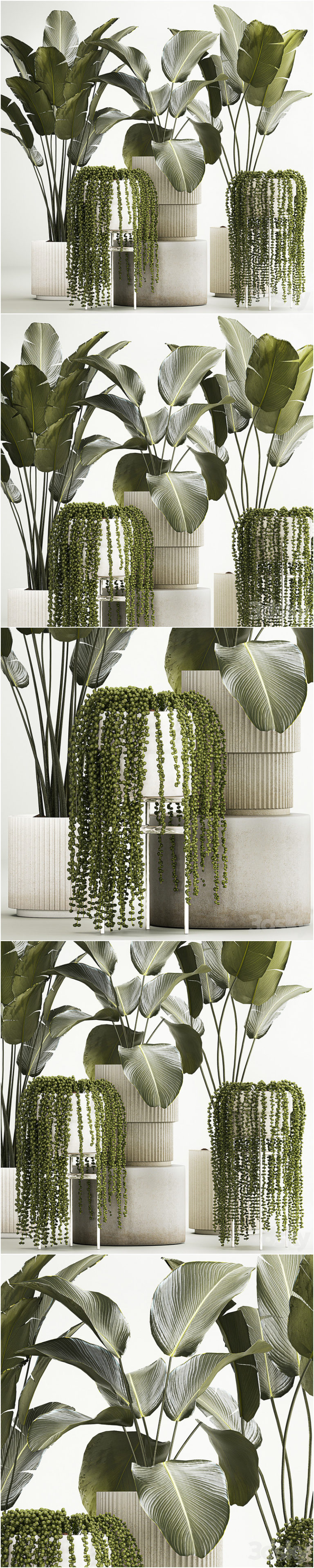Desire FX 3d models | Hanging plants Succulents Rowley and Calathea ...