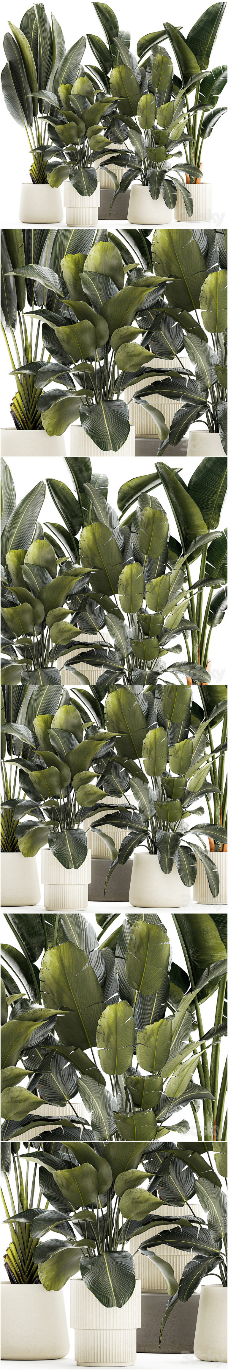 Desire FX 3d models | A set of exotic bushes of plants in a flower pot ...