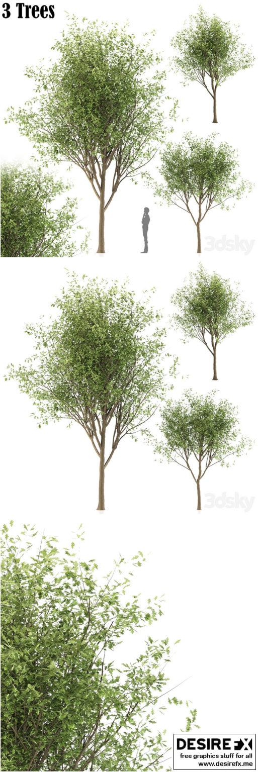 Desire FX 3d models | Oak tree (3 trees and 3 Sizes) – 3D Model