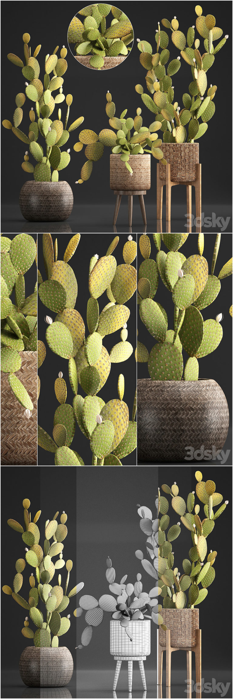 Desire FX 3d models | Plant Collection 375. Cactus set. cacti, basket ...