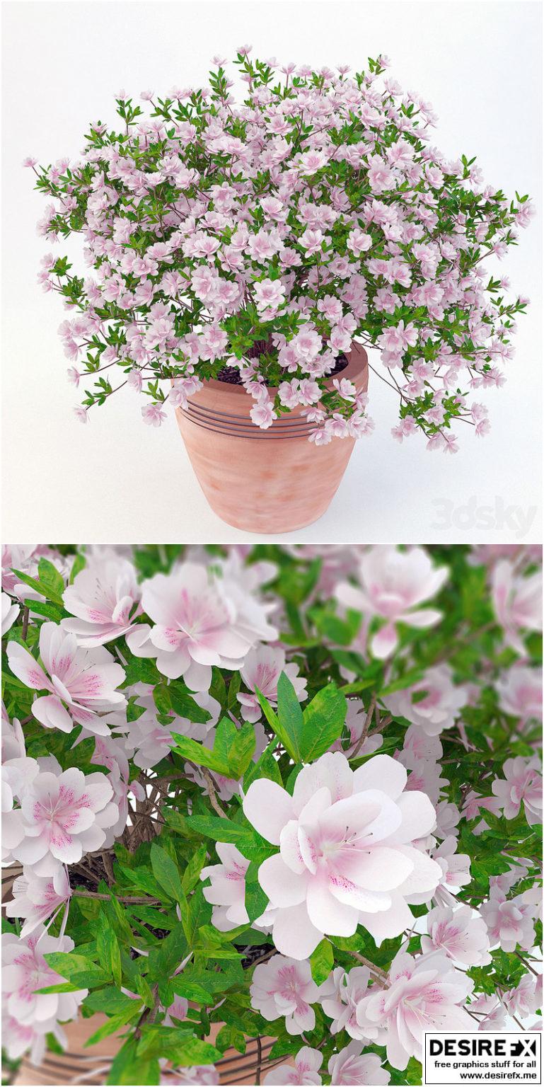 Desire FX 3d models | Potted plant Azalea_001 – 3D Model