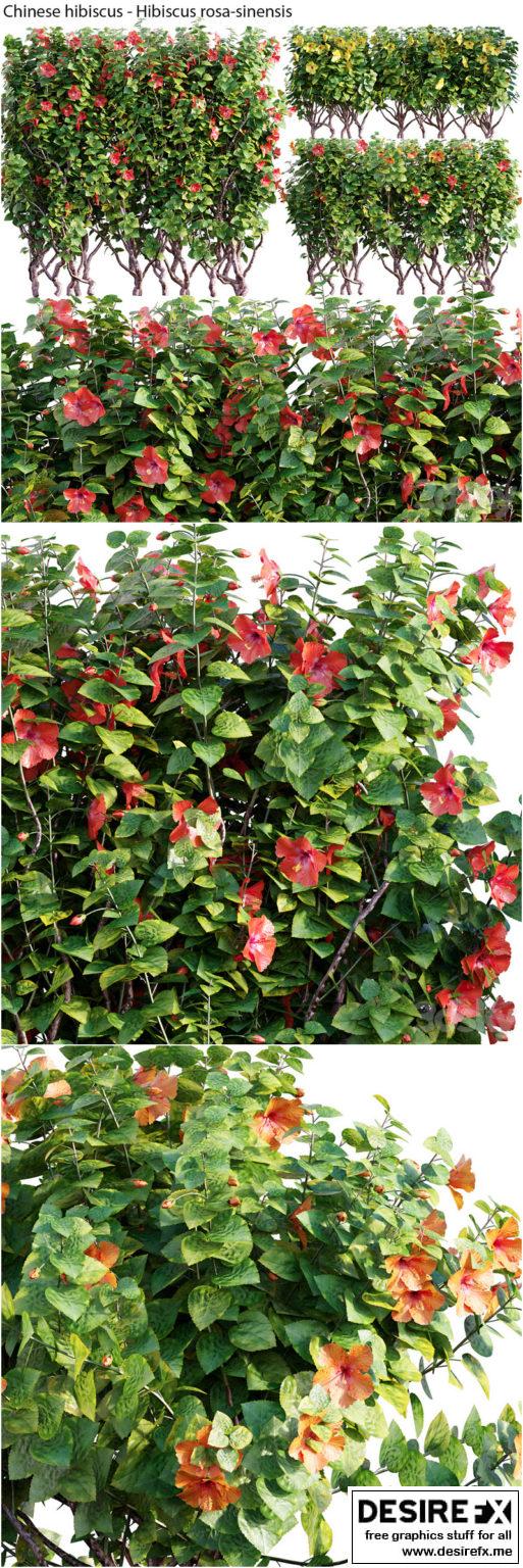 Desire FX 3d models | Chinese hibiscus – Hibiscus rosa-sinensis – 03 ...