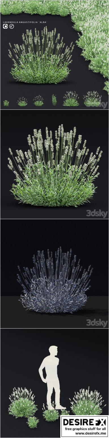 Desire FX 3d models | Lavender angustifolia flowers Lavandula ...
