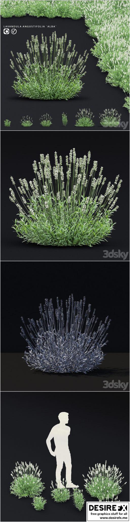 Desire FX 3d models | Lavender angustifolia flowers Lavandula ...