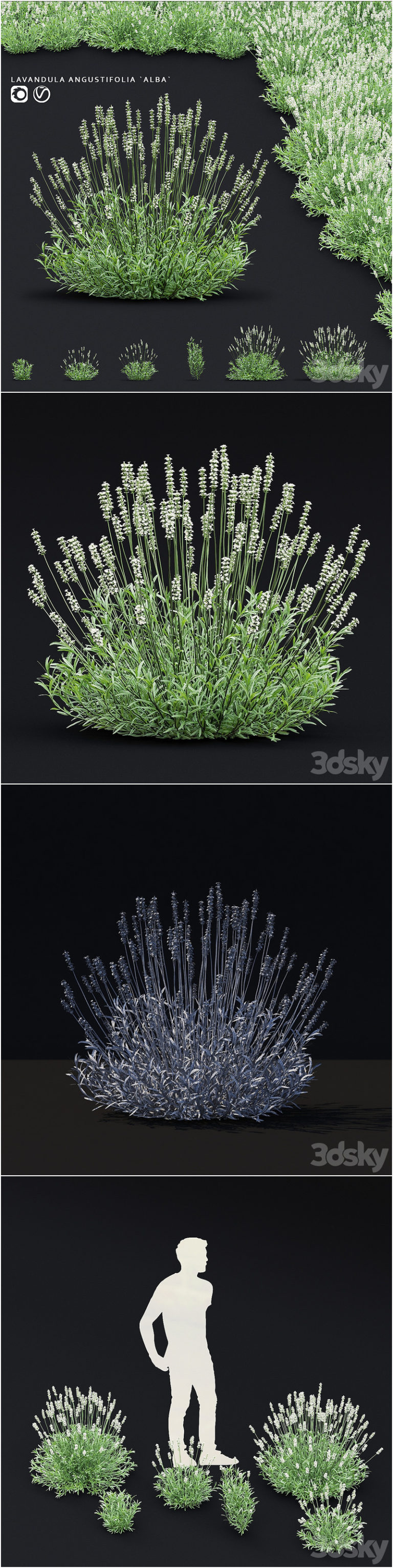 Desire FX 3d models | Lavender angustifolia flowers Lavandula ...