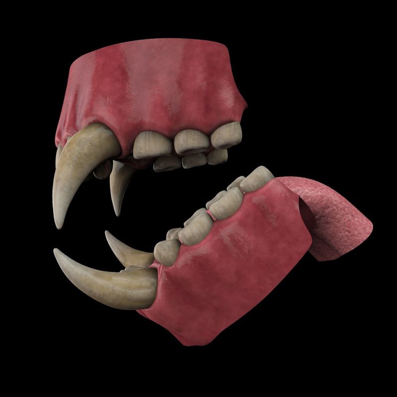 Desire FX 3d models | Orc Teeth 3D model