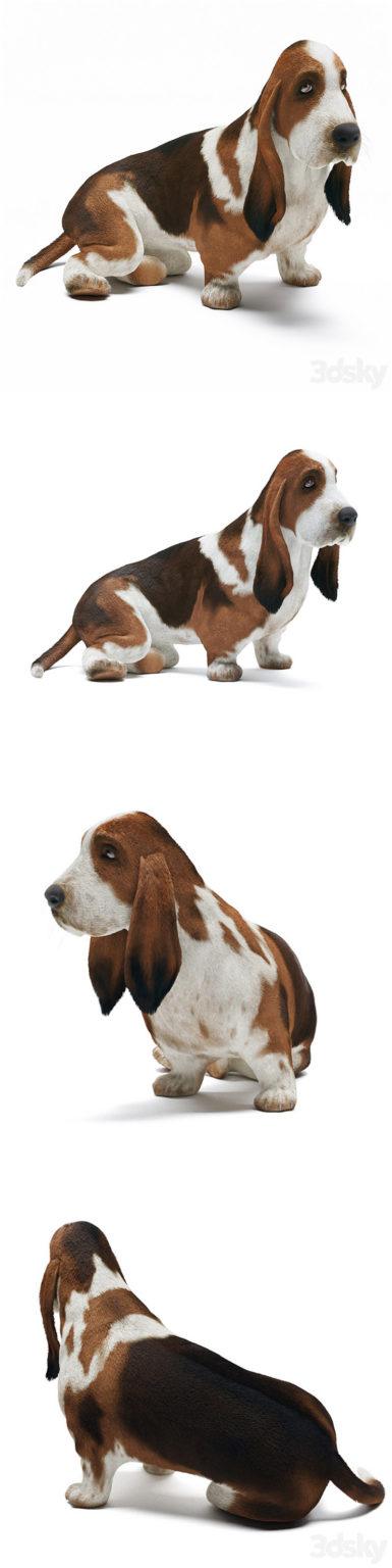 Desire FX 3d models | Basset Hound – 3D Model