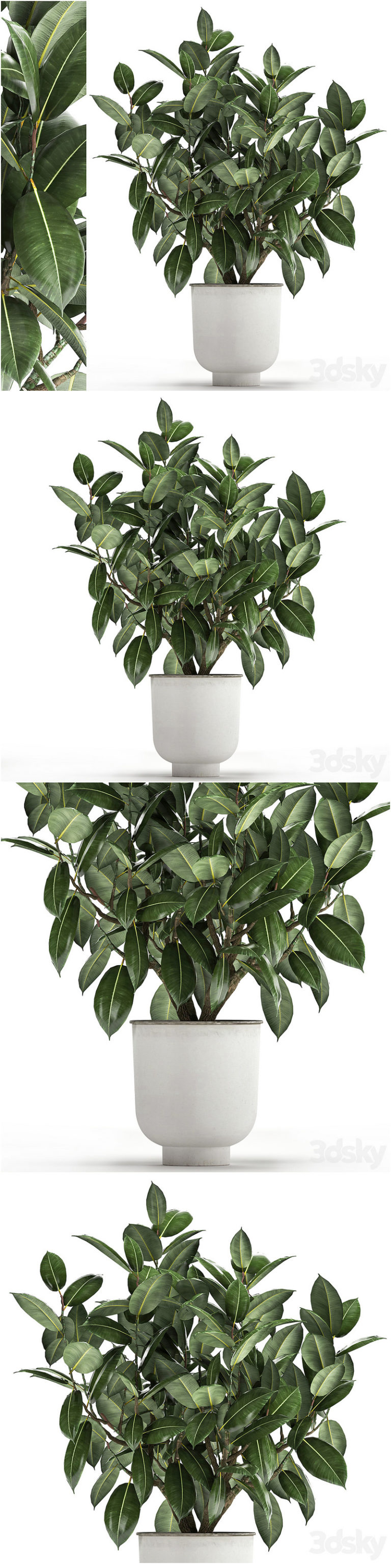 Desire FX 3d models | Beautiful lush flower tree Ficus elastic in a ...