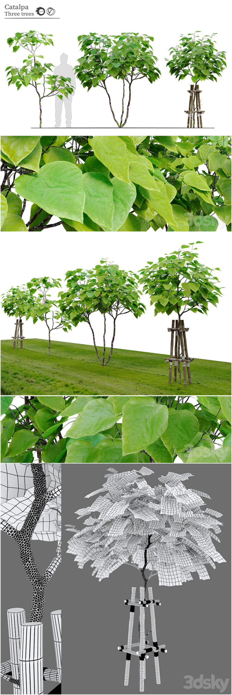 Desire FX 3d models | Catalpa tree – 3D Model