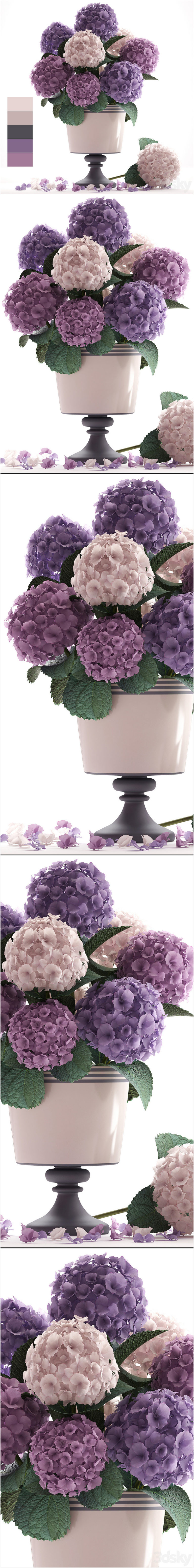 Desire FX 3d models | Collection of flowers 55. Hydrangea, blue flowers ...