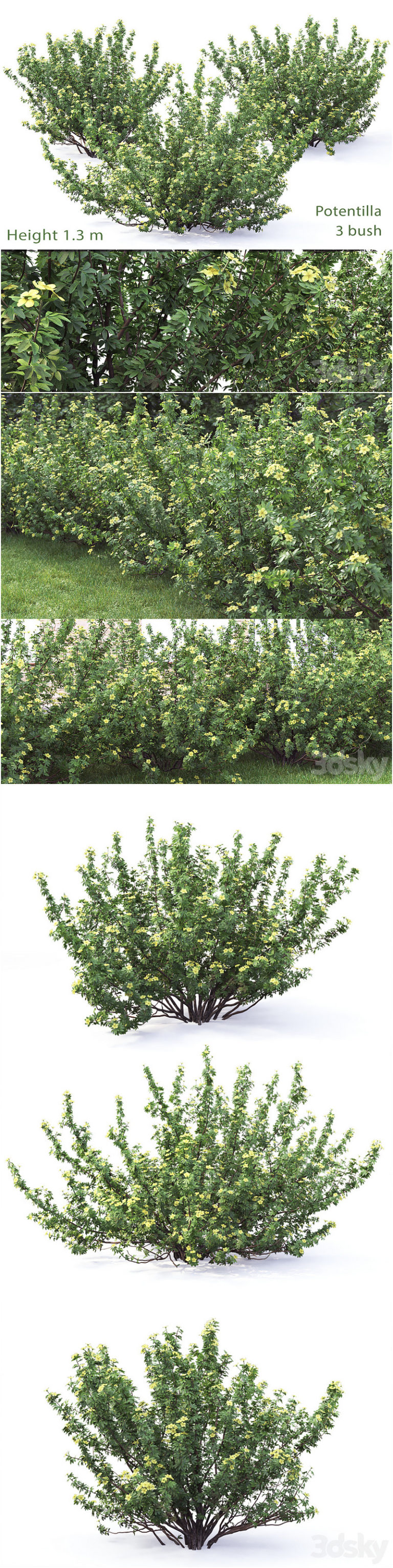Desire FX 3d models | Potentilla bush # 1 – 3D Model