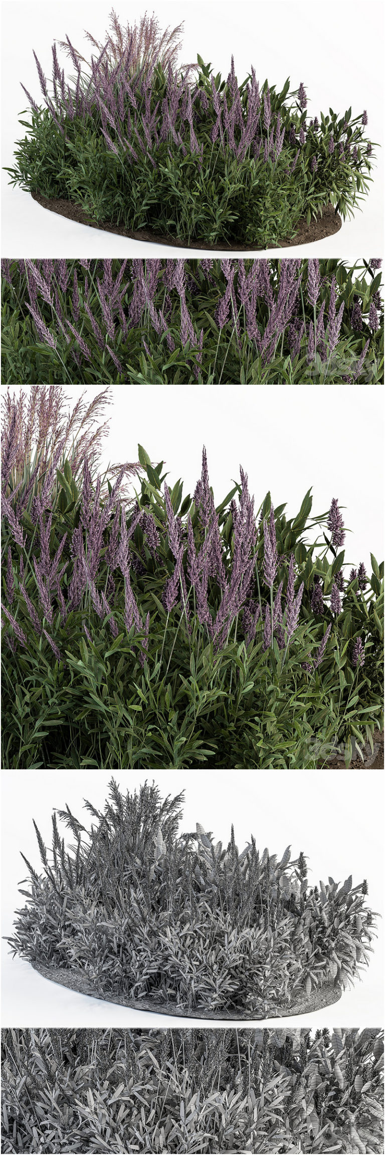 Desire FX 3d models | Garden set lavender Bush Plants – 3D Model