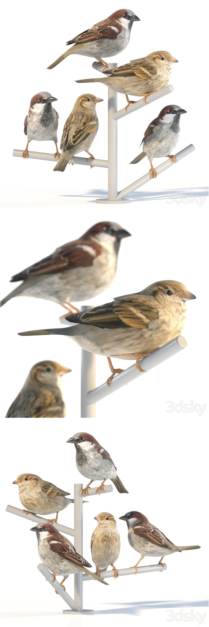 Desire FX 3d models | House Sparrow 2 – 3D Model