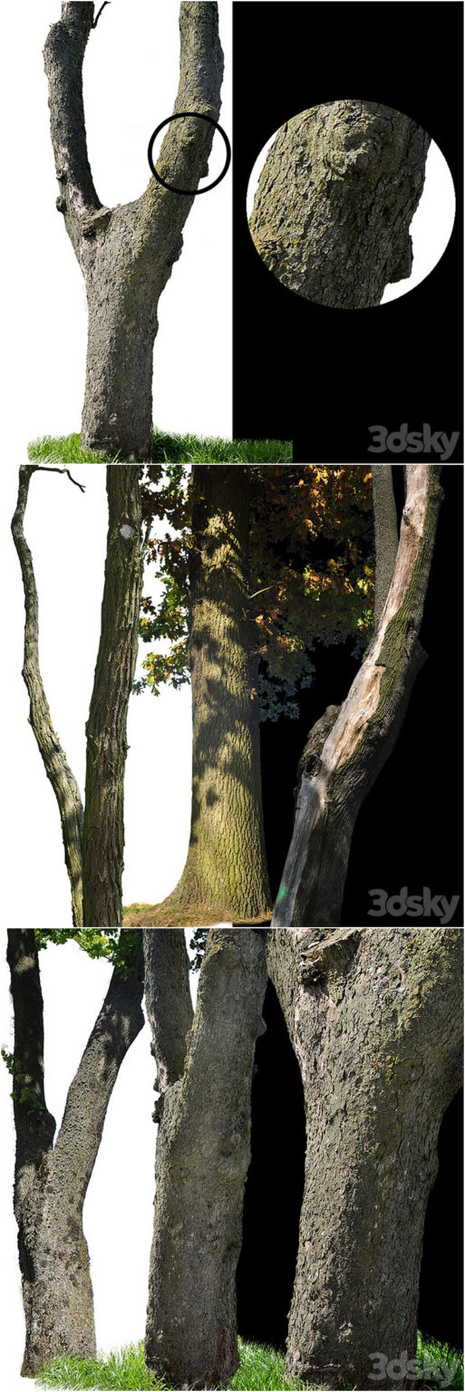 Desire FX 3d models | Tree trunks textures – 3D Model