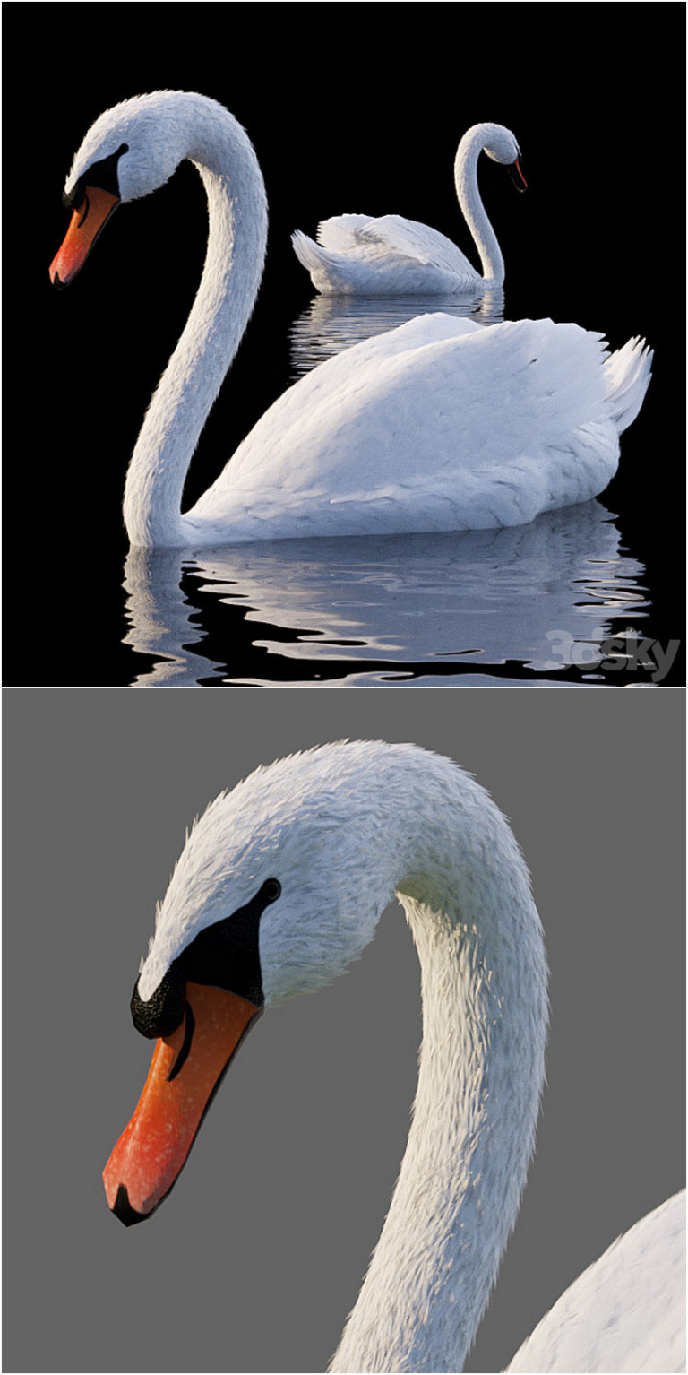 Desire FX 3d models | White Swan – 3D Model
