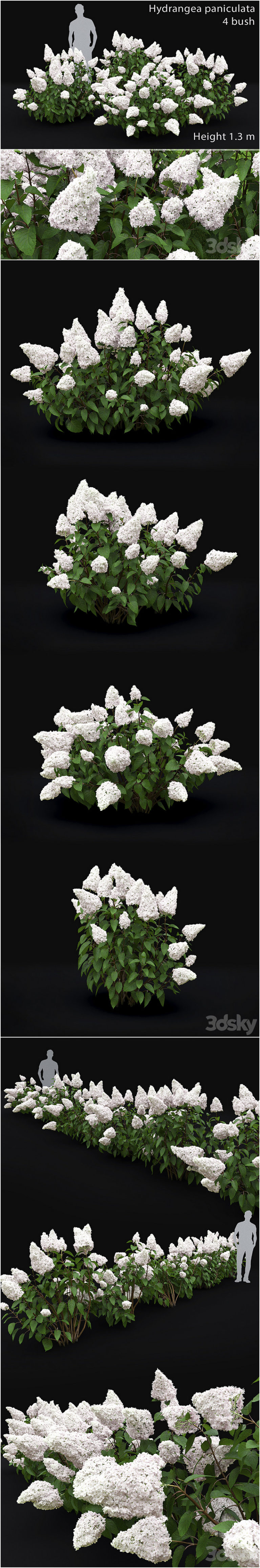 Desire FX 3d models | Hydrangea Paniculata – 3D Model