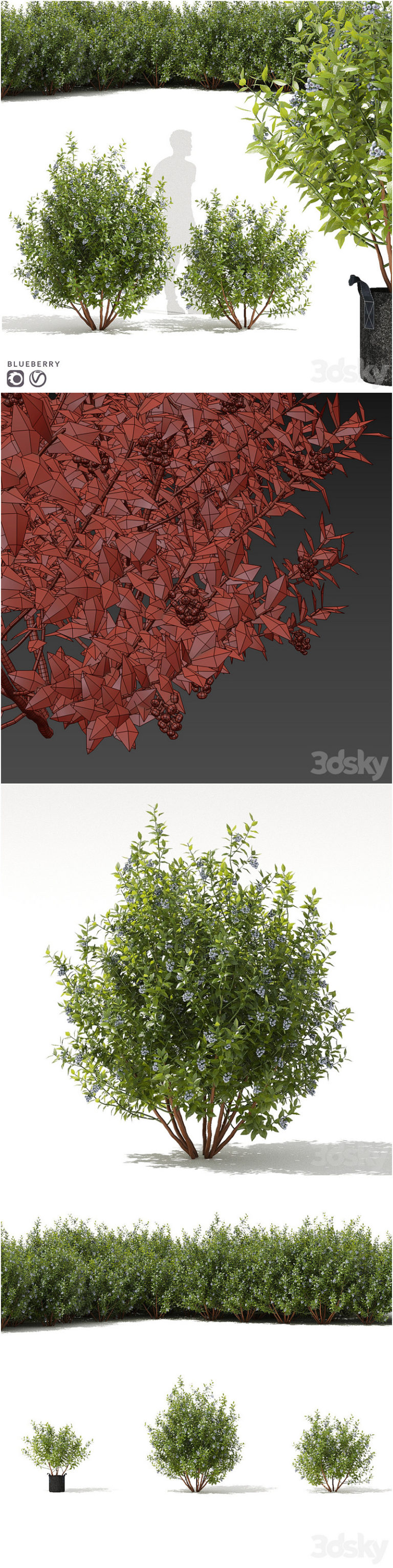 Desire FX 3d models | Blueberry bushes Blueberry – 3D Model