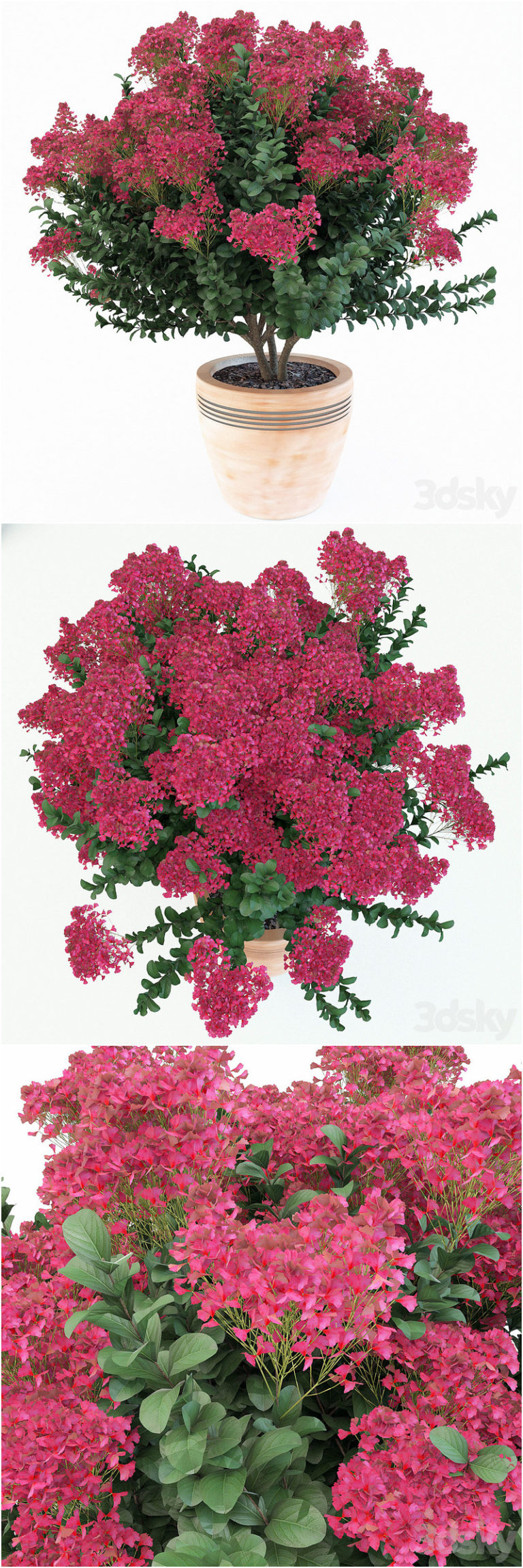 Desire FX 3d models | Lagerstroemia indica – 3D Model