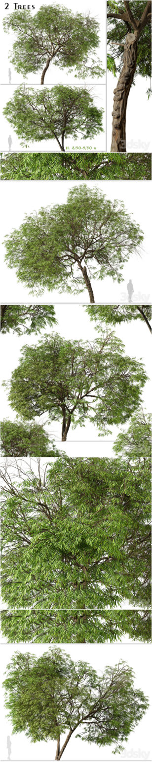 Desire FX 3d models | Set of Brazilian Pepper Tree (Schinus ...