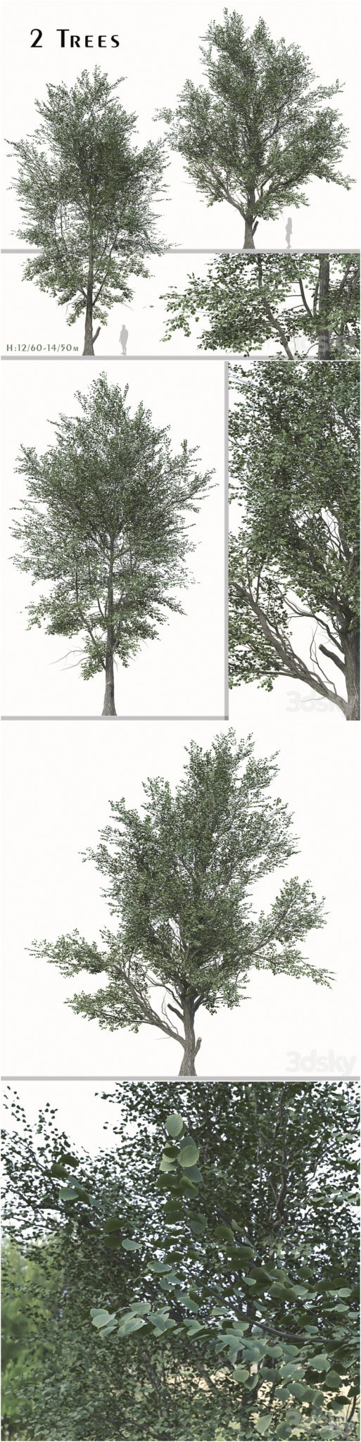 Desire FX 3d models | Tree (Korean hackberry) (2 Trees) – 3D Model