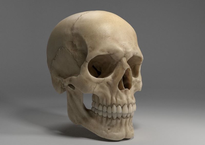 Desire FX 3d models | 3D Realistic Human Skull model 3D model