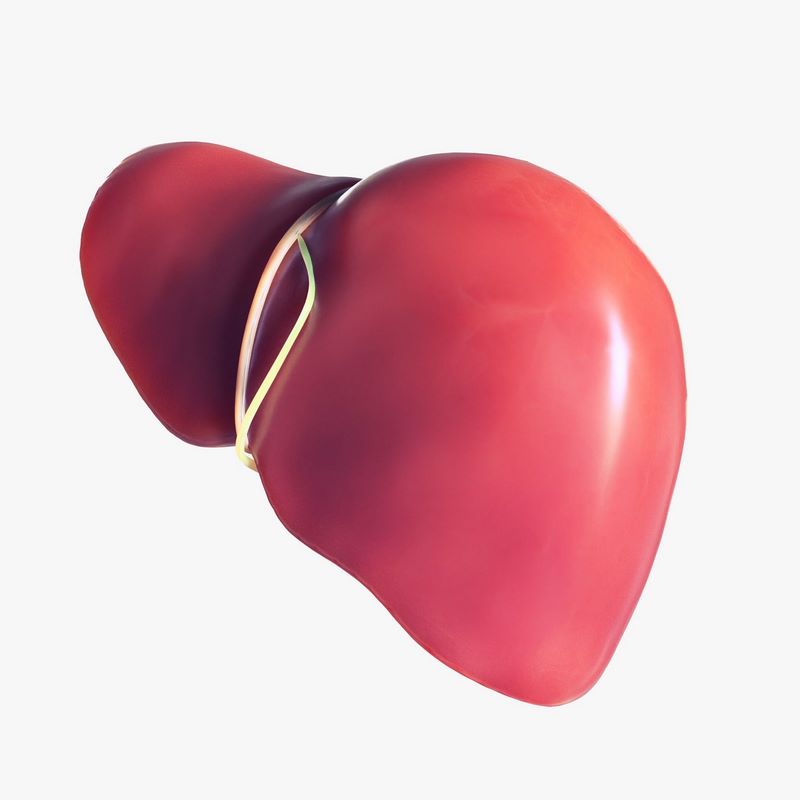 Desire FX 3d models | Human Liver Low-poly 3D model