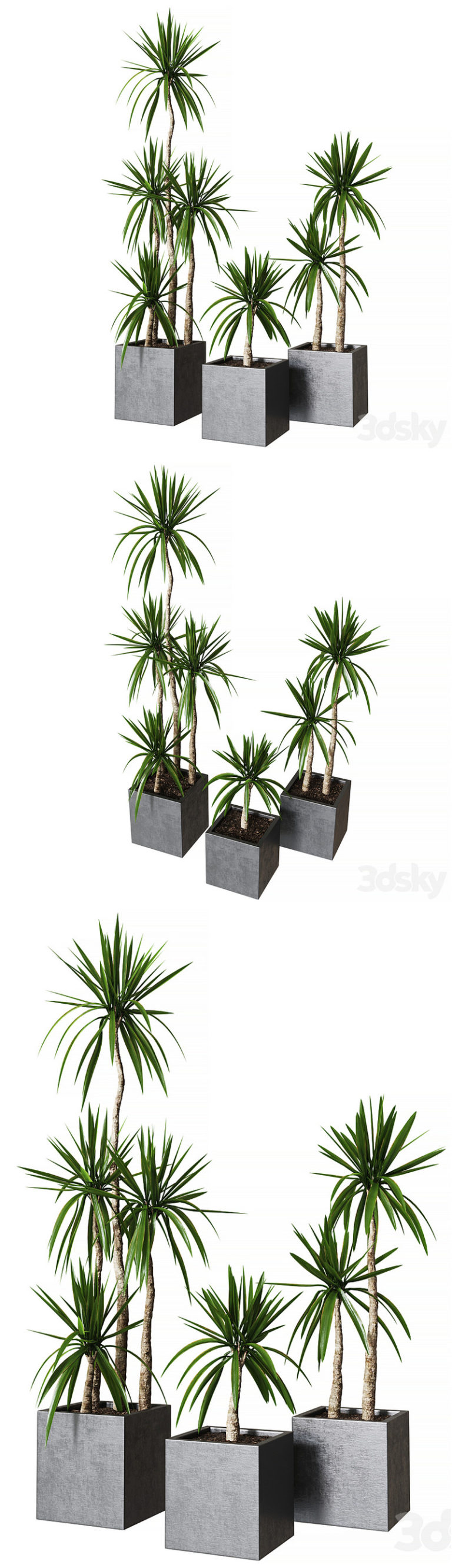 Desire FX 3d models | Yucca pot 01_Collection of plants 03 – 3D Model