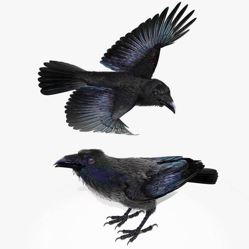 Desire FX 3d models | RAVEN – Blender 3D model